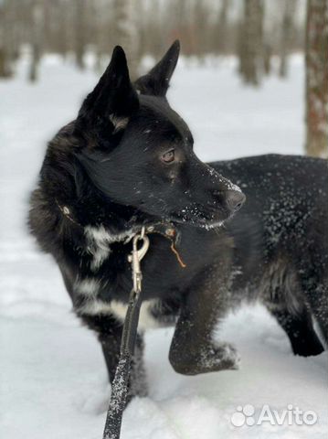 Малыш Каспер в дар