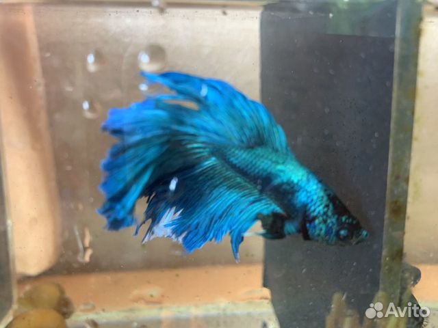 Аквариумные рыбки