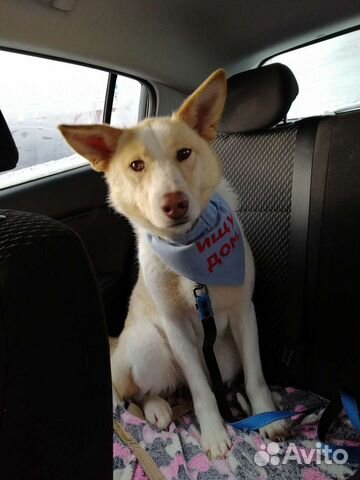 Перси Молодая собака, 2 года