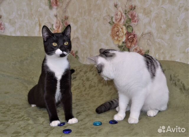 2 прекрасных мальчика ждут своих мампап