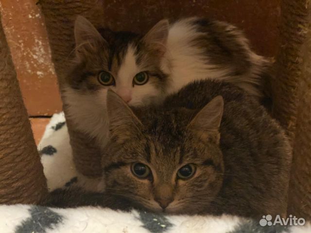 Молоденькие коты и кошечки из помёта "Озерки"