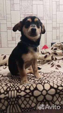 Крошка Милаша