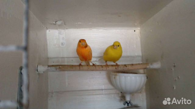 Канарейки