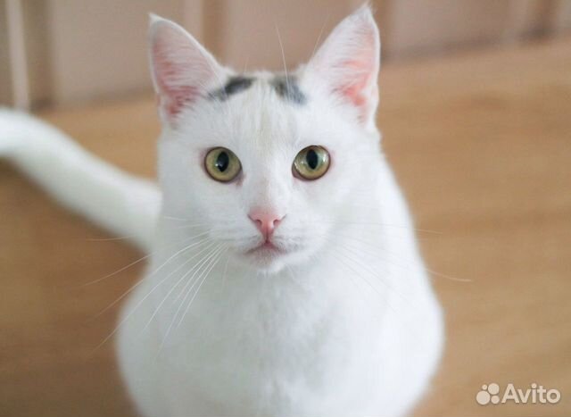Снежок - веселый и ласковый белый котик 3,5 мес