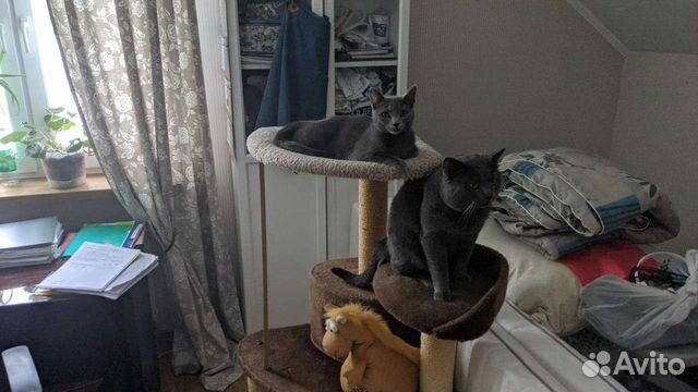 Котята шартрез