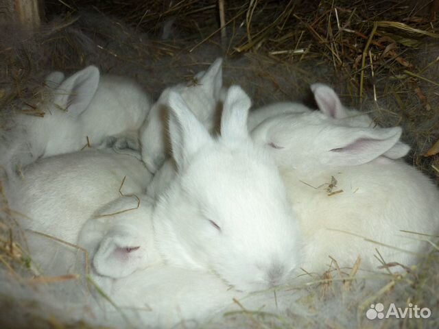 Продаю самца калифорнийского кролика