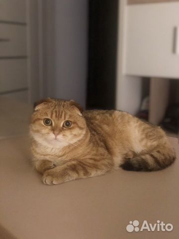 Шотландский кот вязка