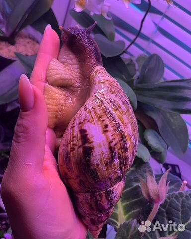 Улитка ретикулята