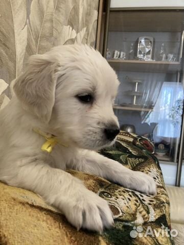 Щенки Голден ретривера