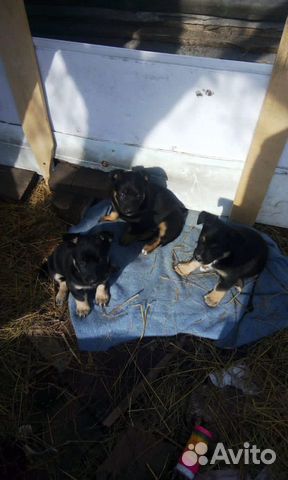 Ищу доброго,надёжного хозяина