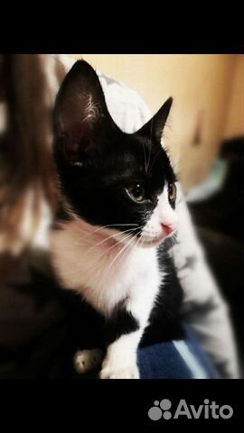 Котенок девочка