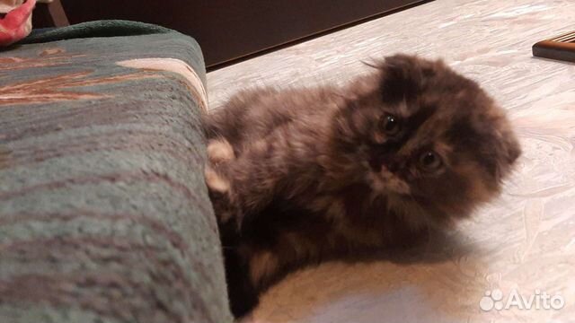 Шотландские вислоухие