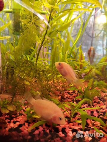 Рыбка Фламинго