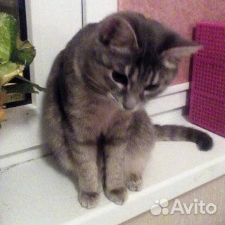 Отдаю кошечку с хорошим характером