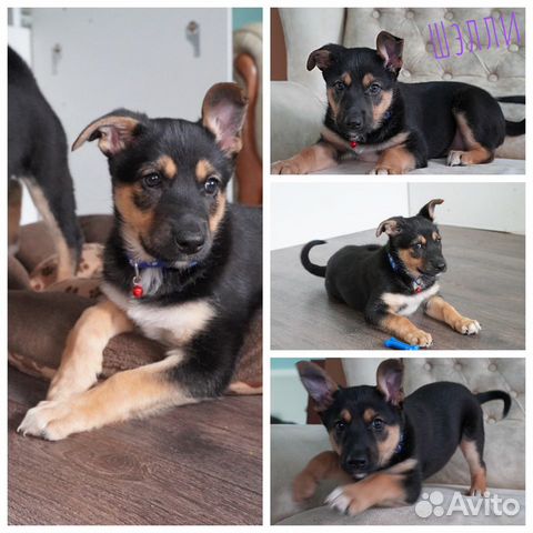 Щенки ищут дом