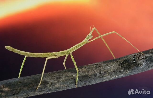 Палочники аннамские