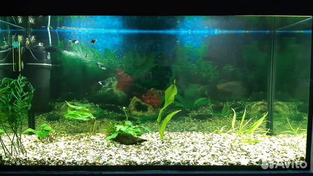 Аквариум