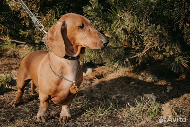 Такса Бади ищет дом