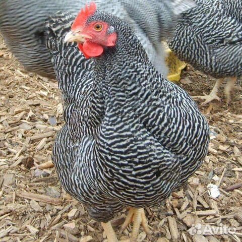 Куры доминант