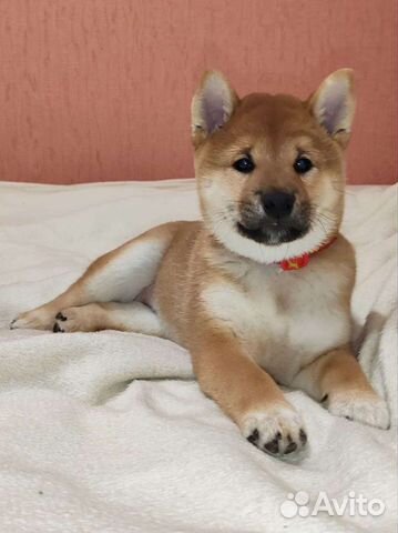 Щенки сиба ину девочка