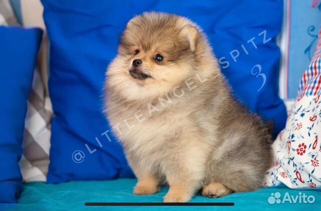 Щенки померанского шпица