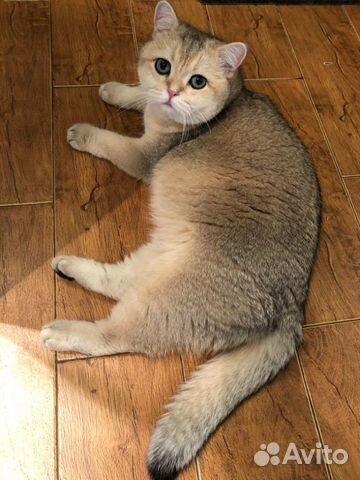 Шотландский кот