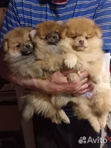 Померанский шпиц