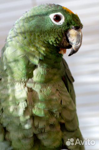 Амазон Мюллера (Amazona farinosa)