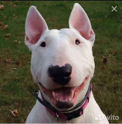 Ищу щенка бультерьера