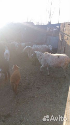 Продаются овечки