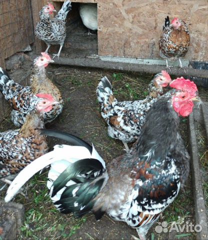 Яйцо инкубационное бентамка