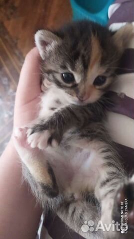 Котята полусибирка, ждут мам и пап