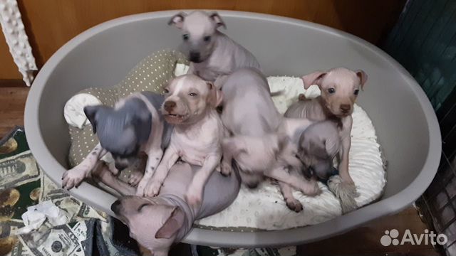 Американский голый терьер