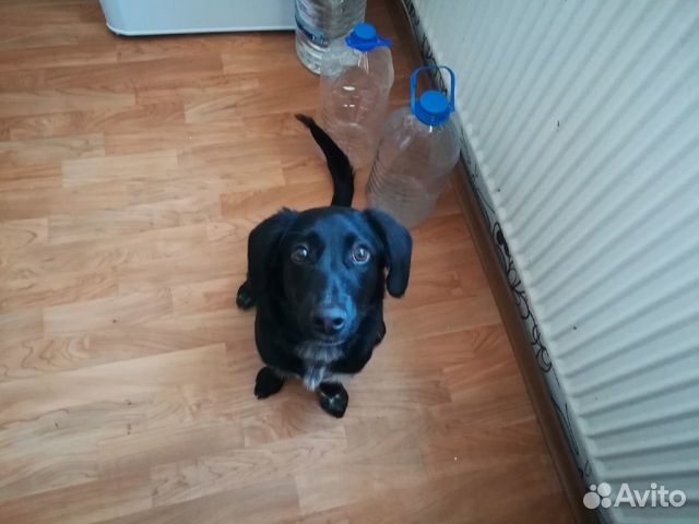 Красивая собака в добрые руки сторожевая