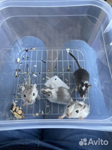Песчанки детки из офиц. Питомника