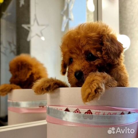 Той-пудель малышка 850 грамм