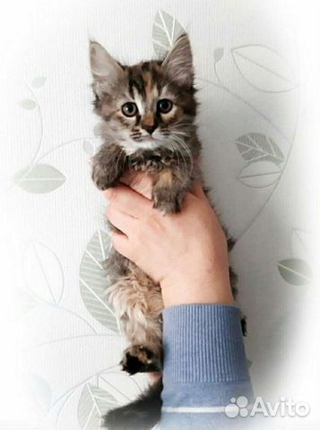 Яркие пушистик в поисках дома