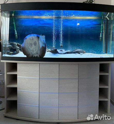 Аквариум со скатами