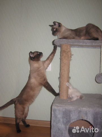 Мои любимые тайские звездочки