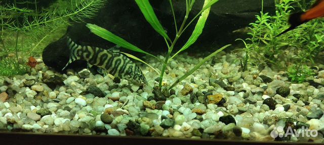 Боция Мраморная