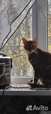 Отдам кота Бенгал в добрые руки