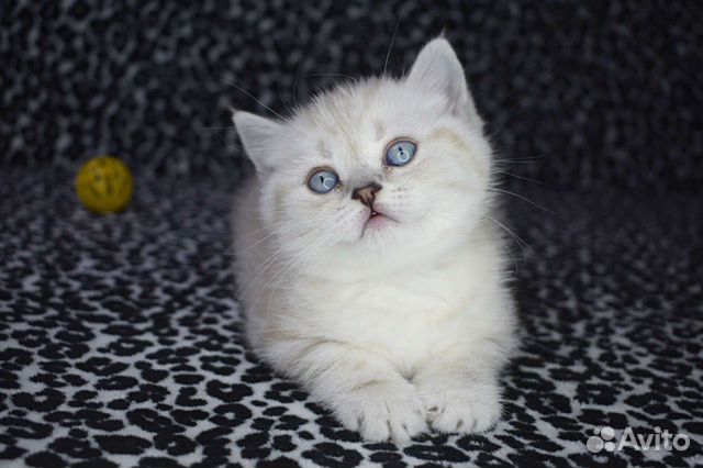 Котенок шотландская девочка