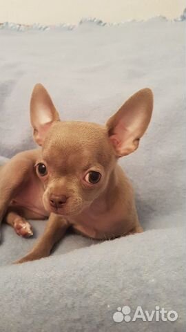 Супер мини лиловая чихуахуа