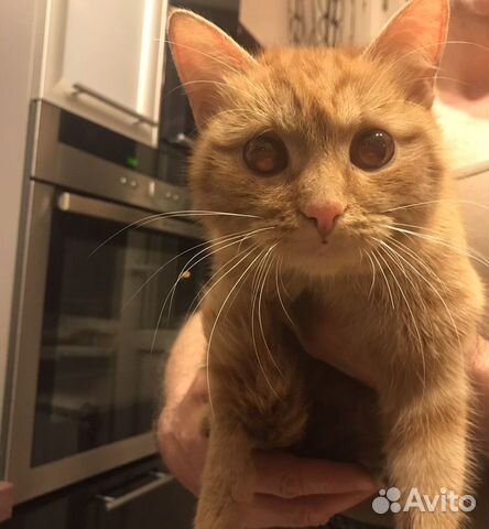 Рыжая кошечка в добрые руки