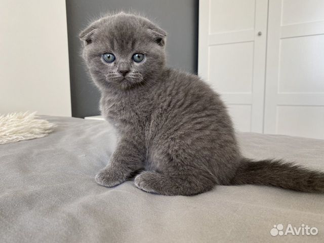 Шотландские вислоухие котята
