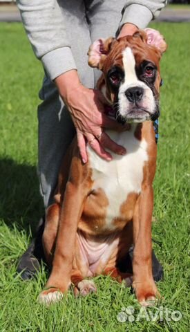 Щенки боксера рыжие кобель и сука РКФ