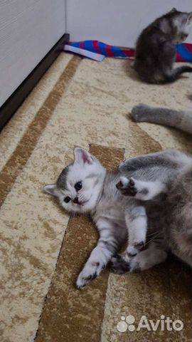 Британские котята