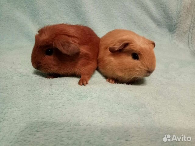 Морские свинки английские крестеды