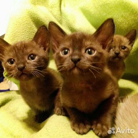 Бурманские котята, мальчики