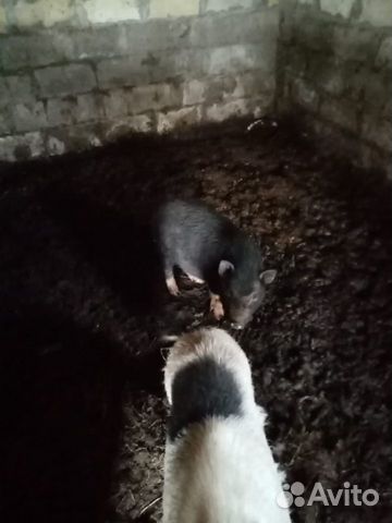 Вьетнамские свиньи